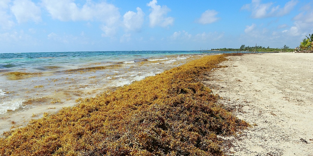 Temporada de sargazo en Cancún. ¿Afecta mis vacaciones?